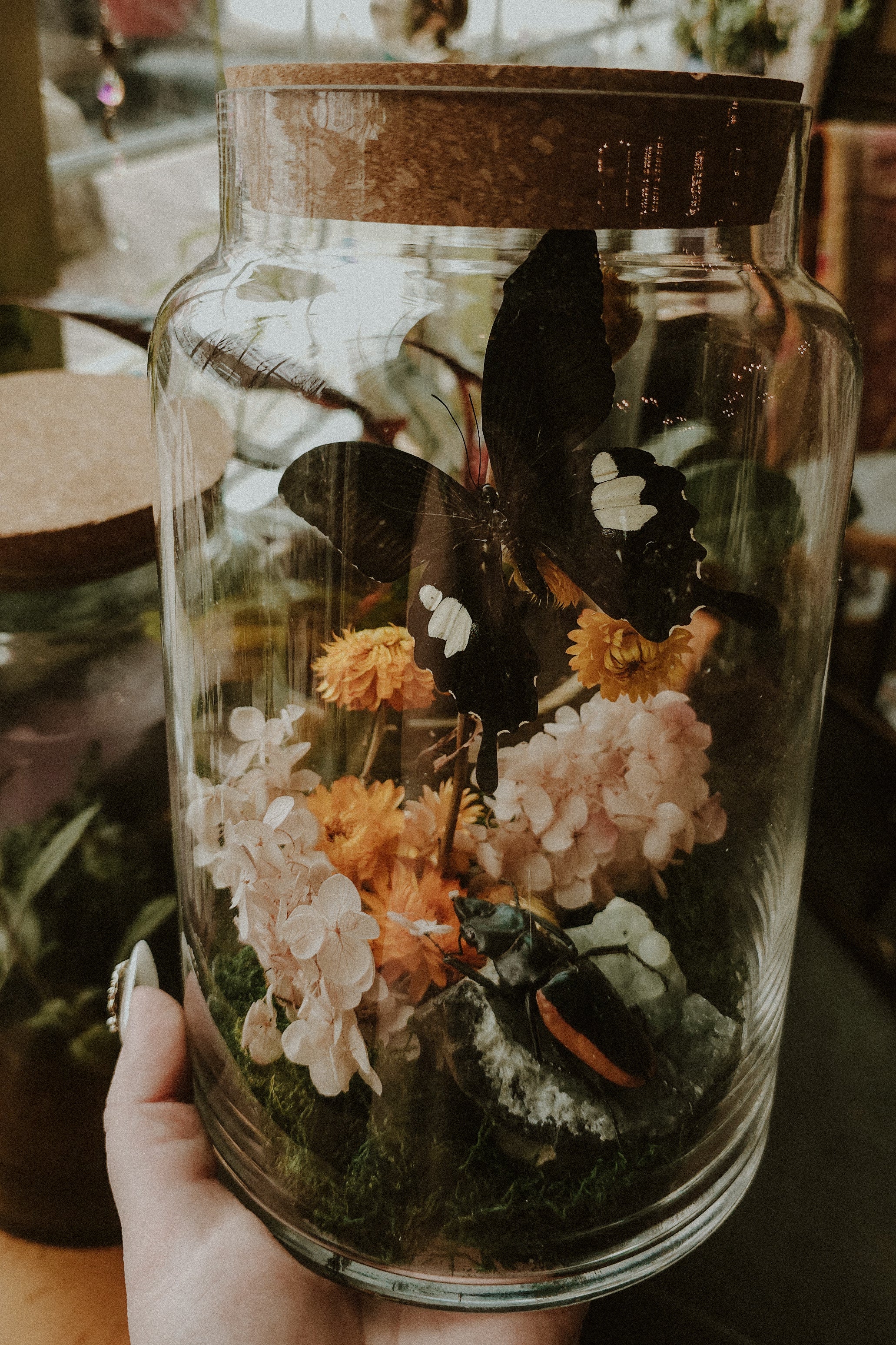 Papilio Helenus and Odontolabis Cloche – In The Dustlight